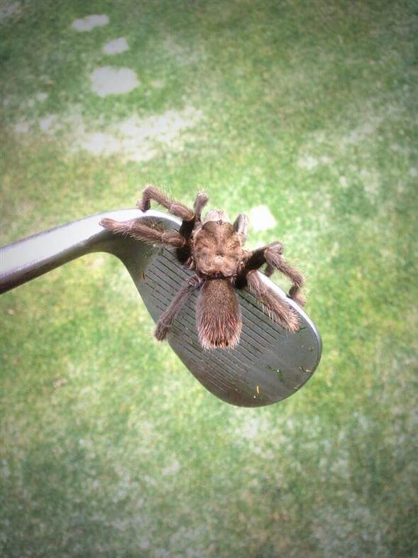 Vote Now! - Golf Pics of the Week (I Need A Nap Edition) | MyGolfSpy