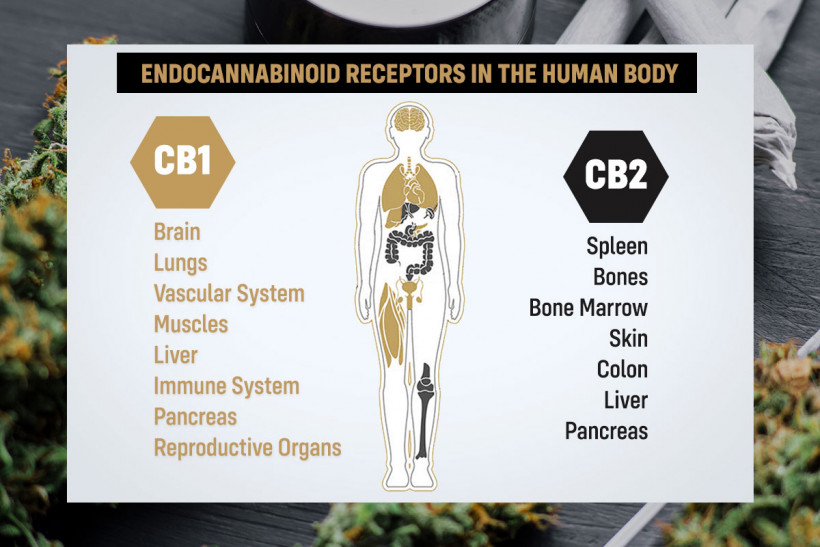 CBD Buyer's Guide for Golfers | MyGolfSpy