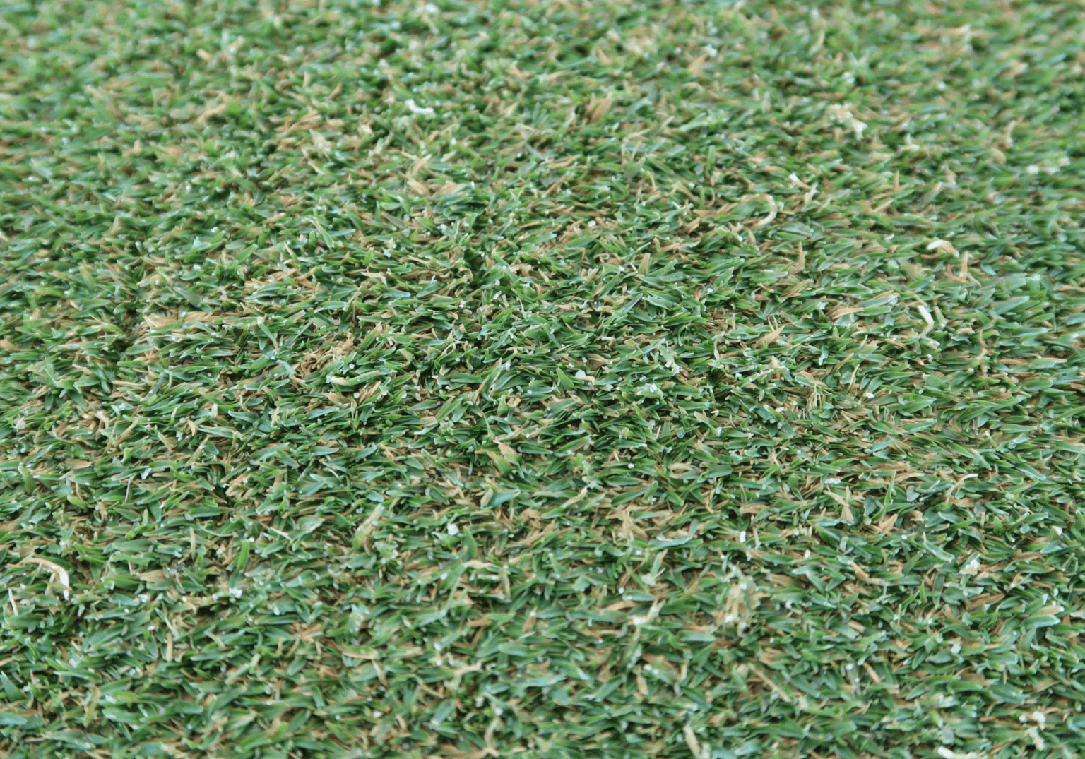 How the Three Main Types of Putting Green Grasses Could Affect Your ...