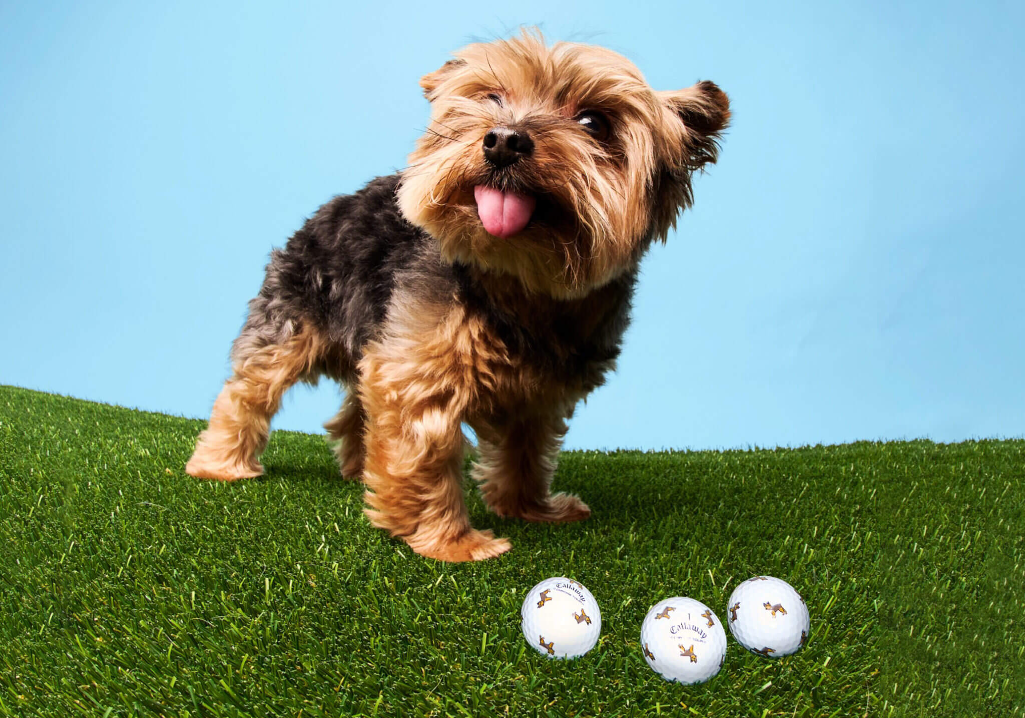 Callaway Gets Precious With Chrome Tour Small Dog Yorkie Edition ...